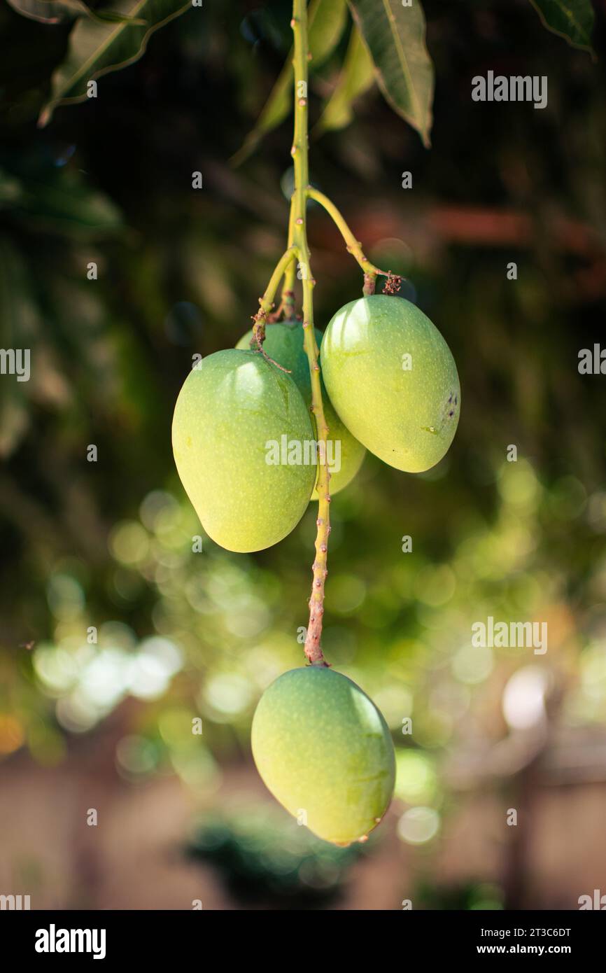 Mango foto hi-res stock photography and images - Alamy