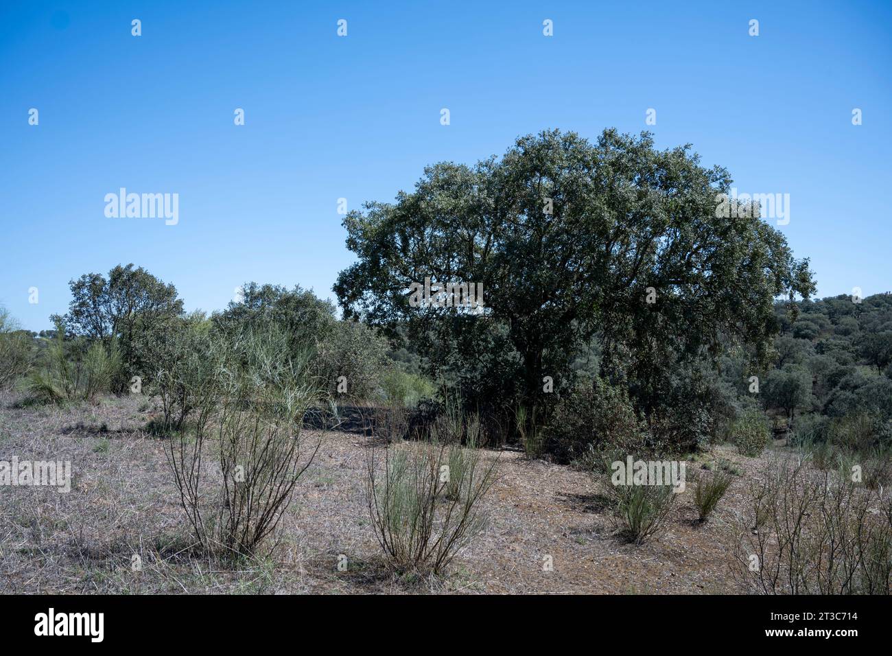 Quercus Suber Cork Oak Future Forests