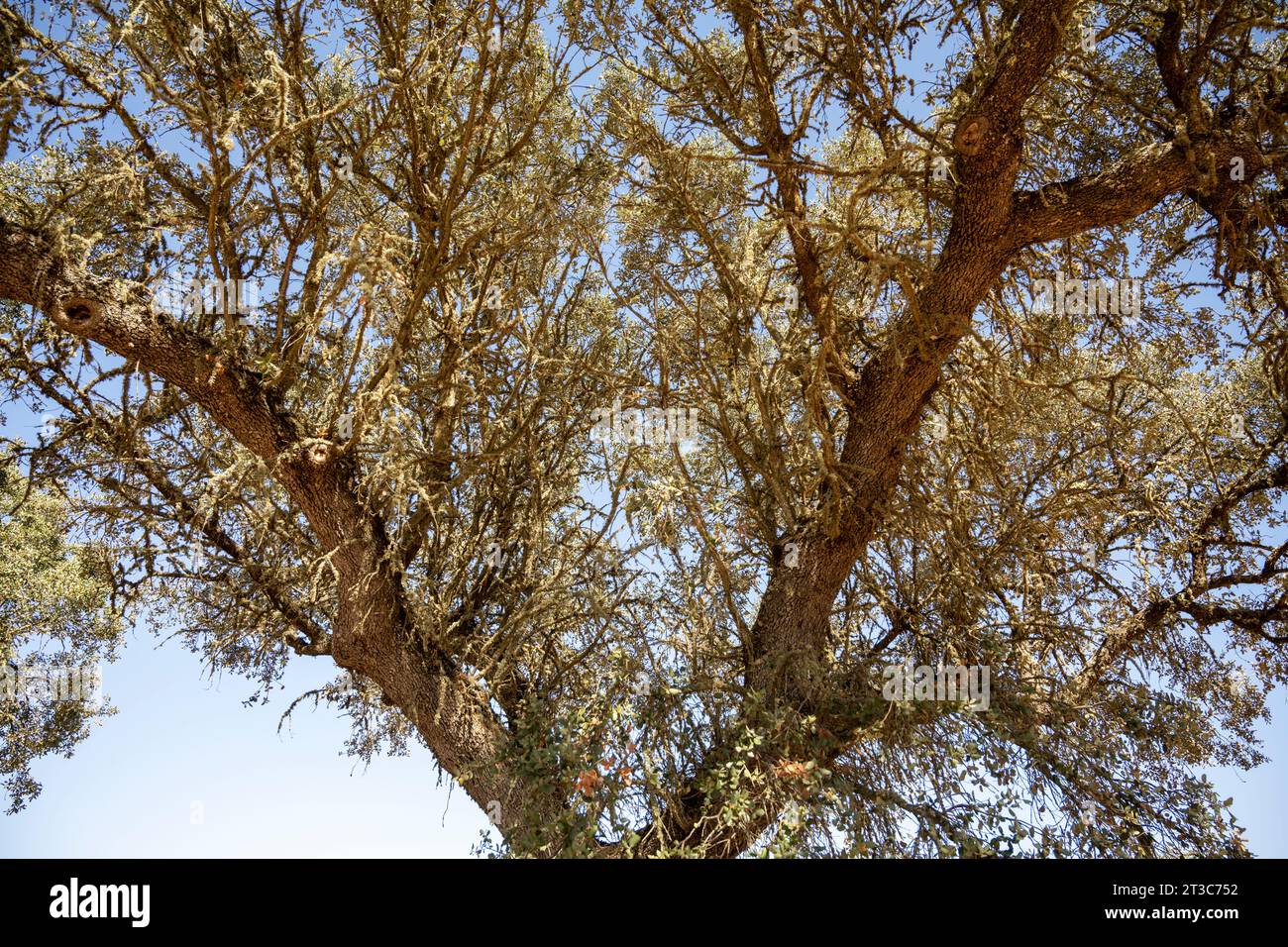 Quercus suber, commonly called the cork oak, is a medium-sized ...