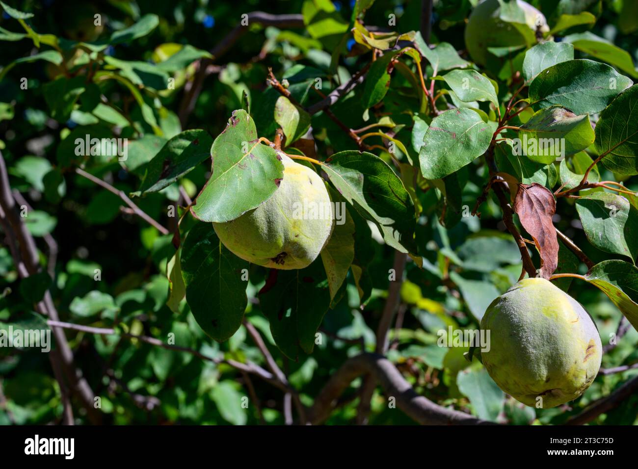 Quince orchard quince trees hi-res stock photography and images - Alamy