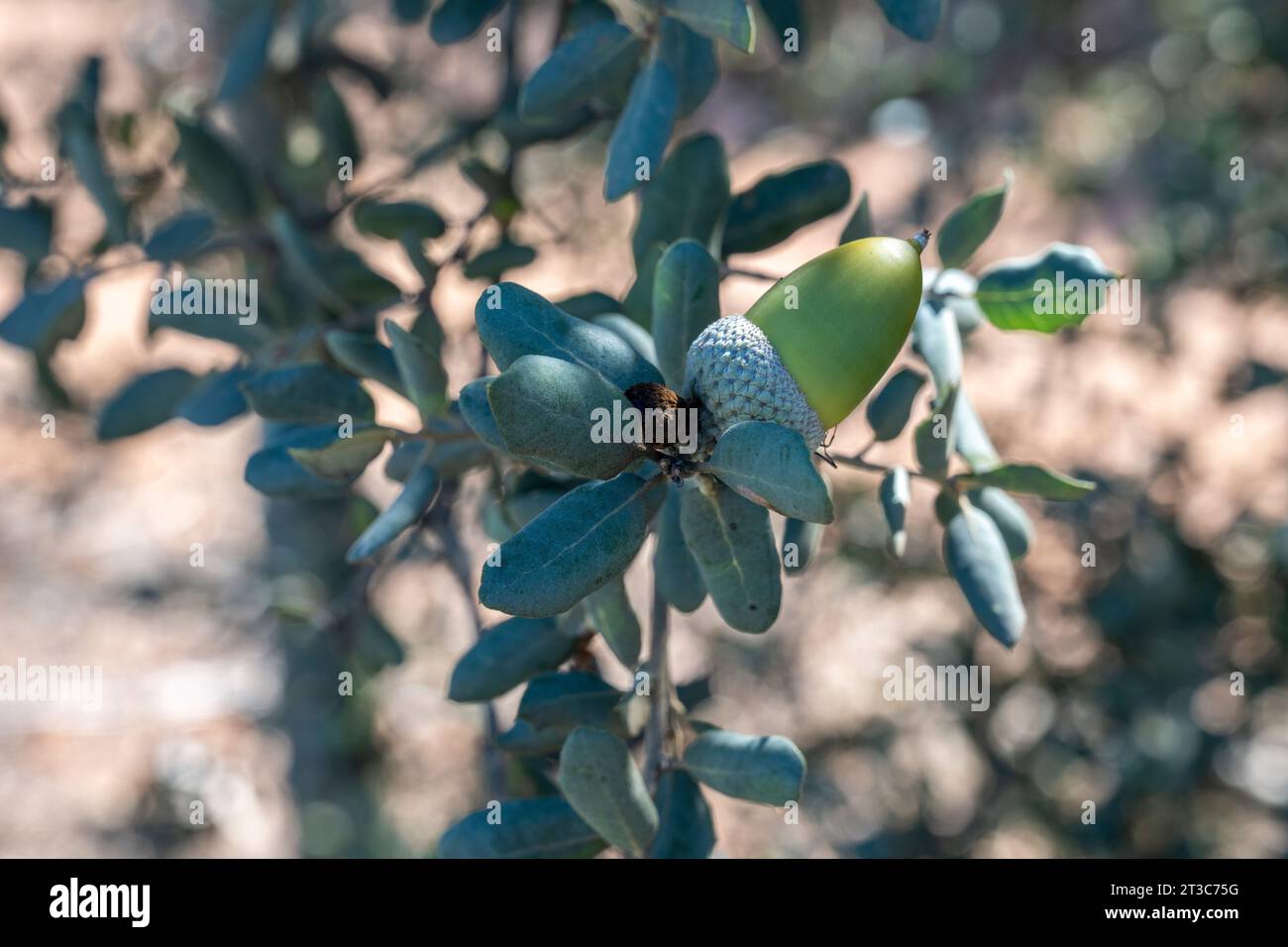 Quercus suber, commonly called the cork oak, is a medium-sized, evergreen oak tree in the ...