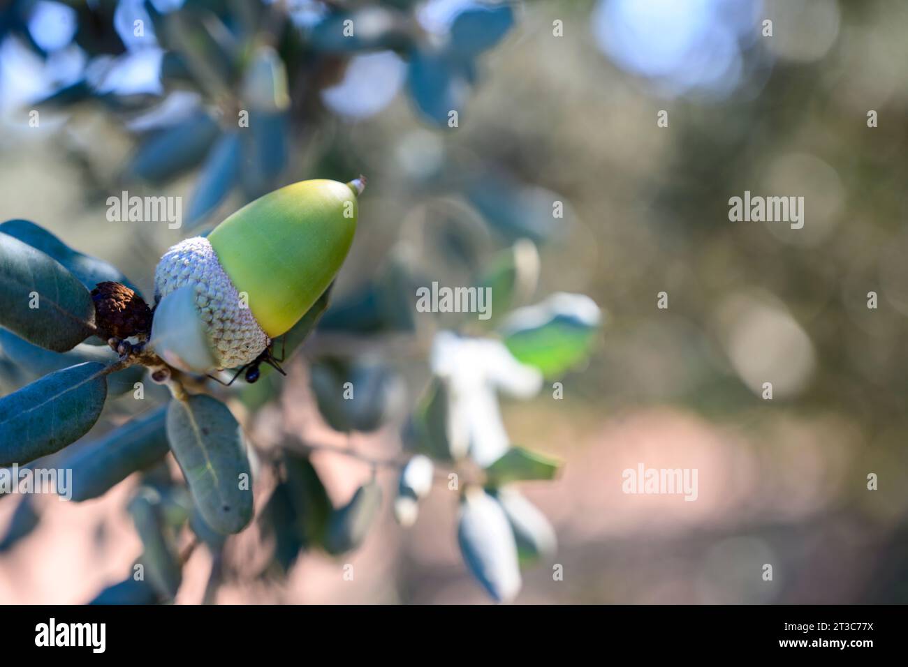 Quercus suber, commonly called the cork oak, is a medium-sized ...