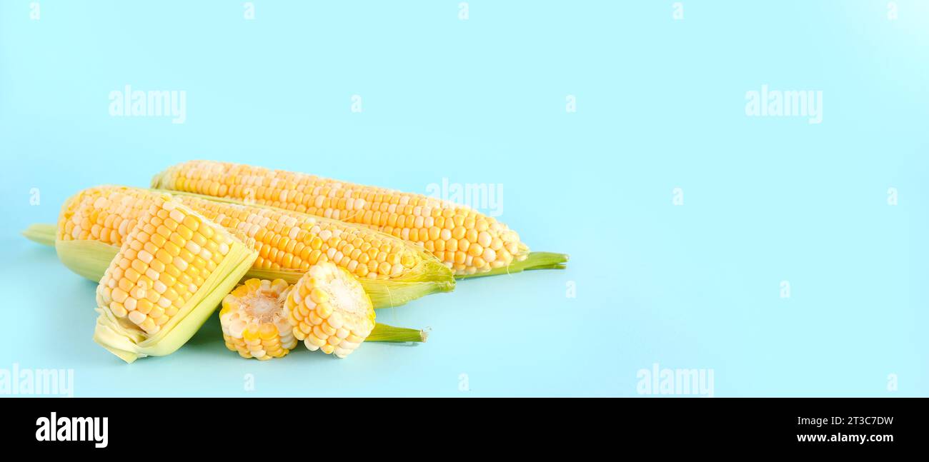 Fresh corn cobs on light blue background with space for text Stock ...