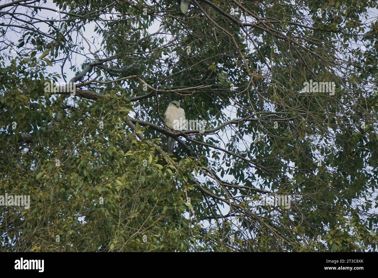 Hawk Up High Stock Photo - Alamy