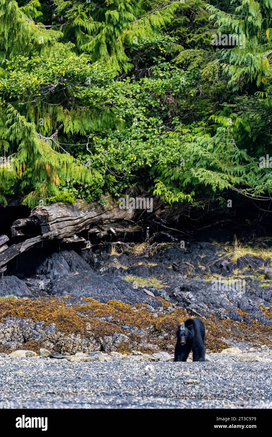 American Black Bear, Ursus americanus, foraging at low tide by turning ...