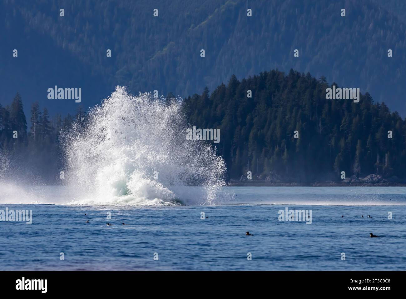 Humpback Whale, Megaptera novaeangliae, splashing down after breaching ...