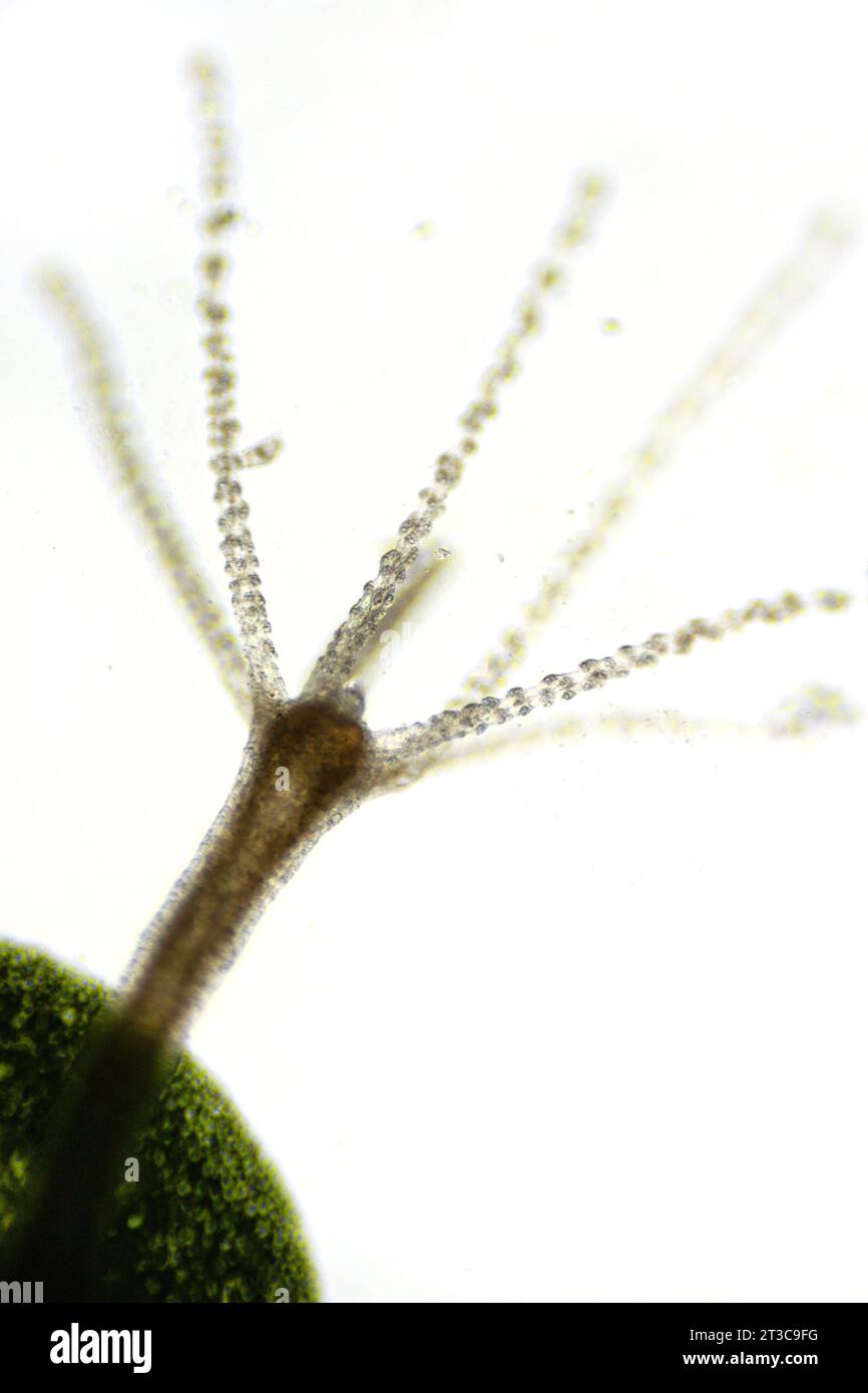 Hydra vulgaris under a light microscope, freshwater hydra taken from ...