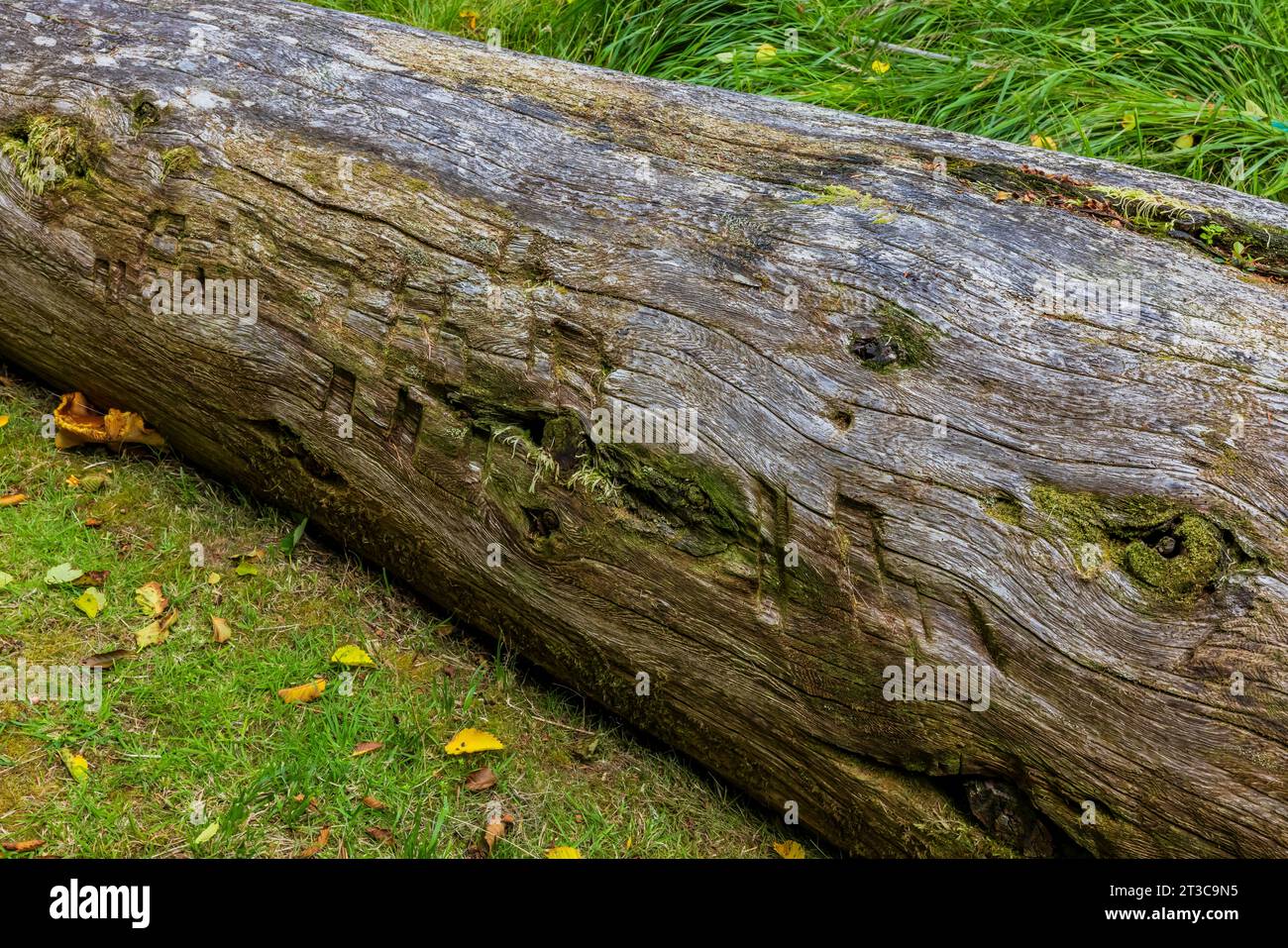 Fallen totem pole showing evidence of old carvings in the ancient ...