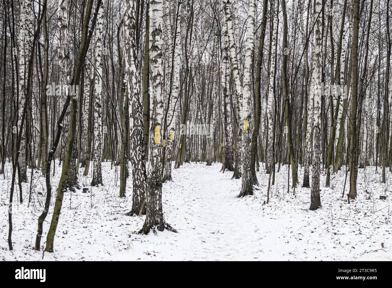 The birch grove hi-res stock photography and images - Alamy