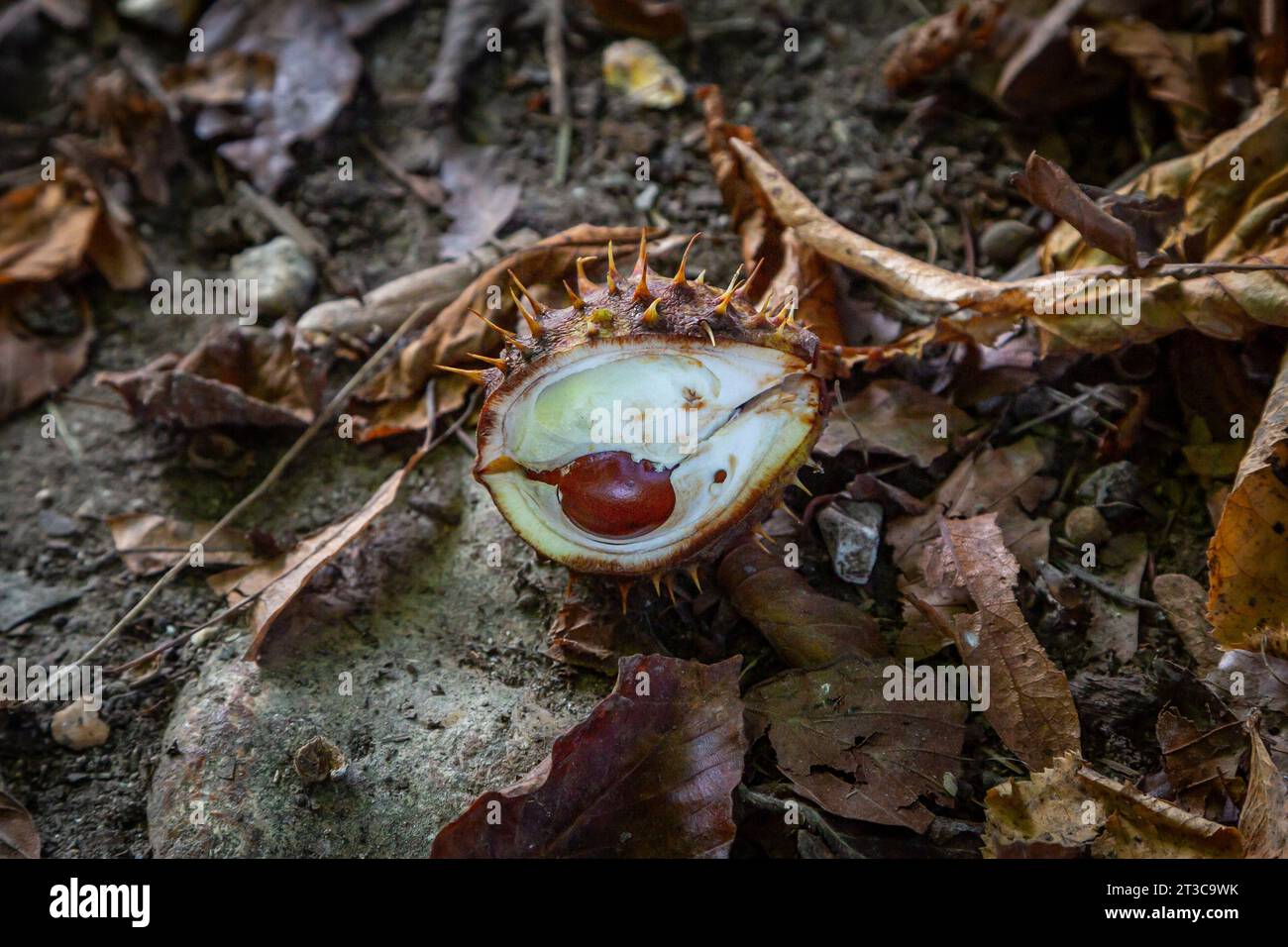 A shiny conker fallen from the tree in a split open case, with ...