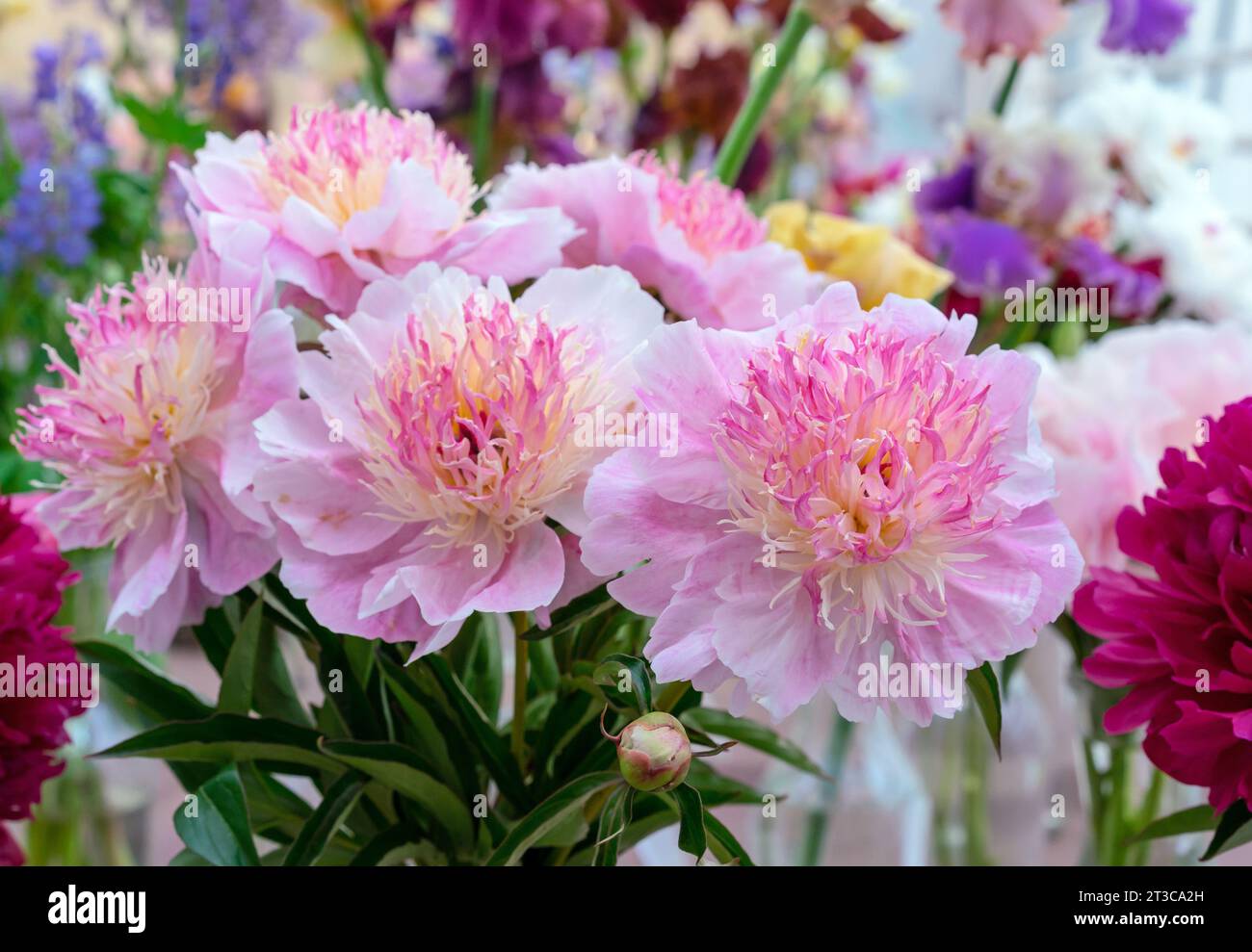 Beautiful pink peonies flowers. Floral shop concept Stock Photo - Alamy