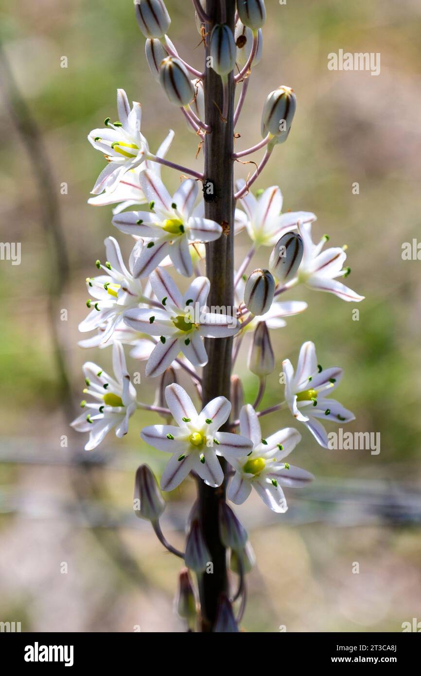 Drimia is a genus of flowering plants. In the APG IV classification ...