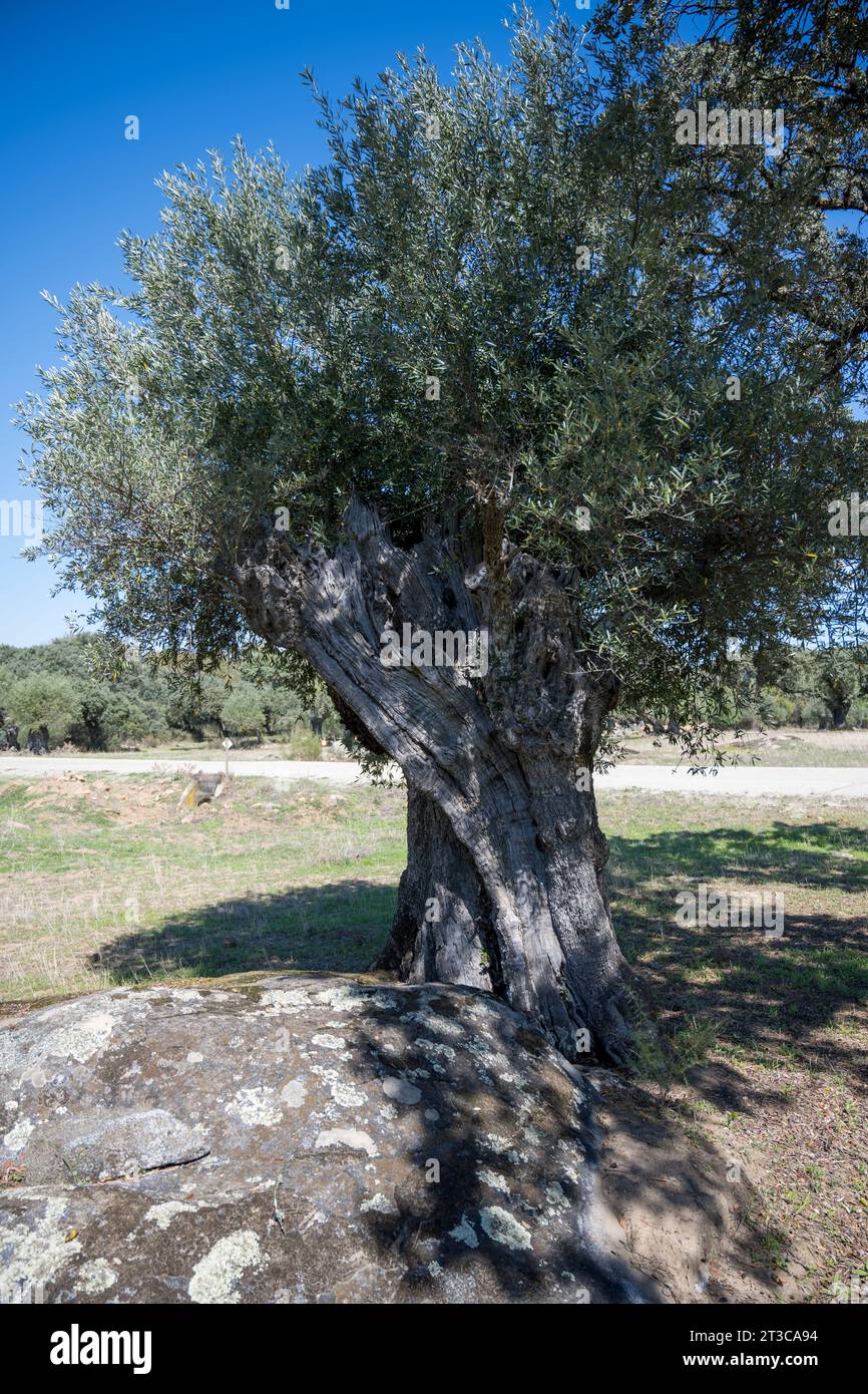 Ancient Olive trees (some say from the Roman Empire Times) at MONTE ...
