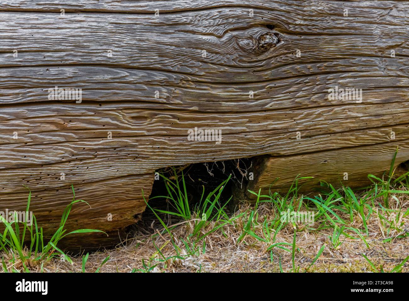 Fallen notched longhouse post in the ancient village site of K'uuna ...