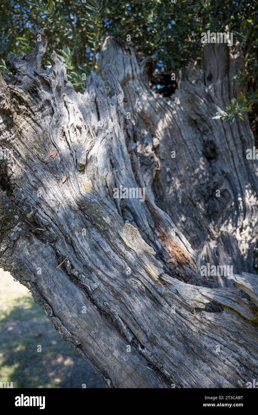 Ancient Olive trees (some say from the Roman Empire Times) at MONTE ...