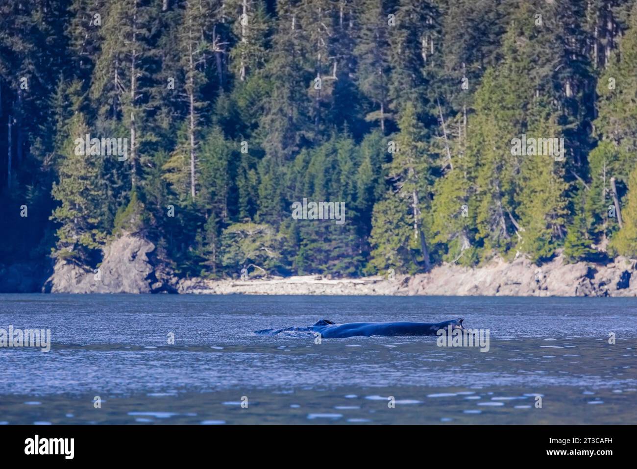 Humpback Whale, Megaptera novaeangliae, surfacing and spouting in ...