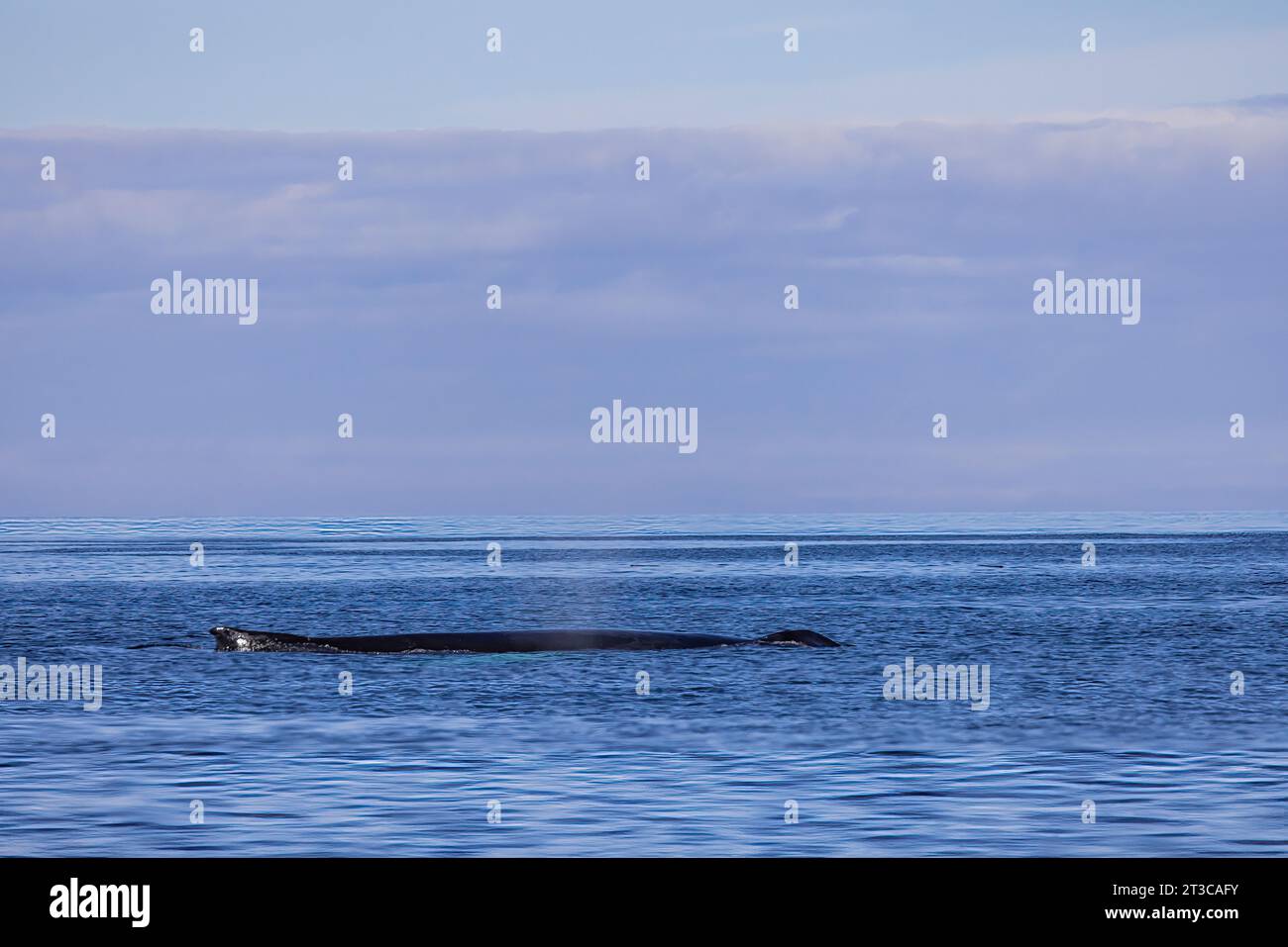 Humpback Whale, Megaptera novaeangliae, surfacing and spouting in ...