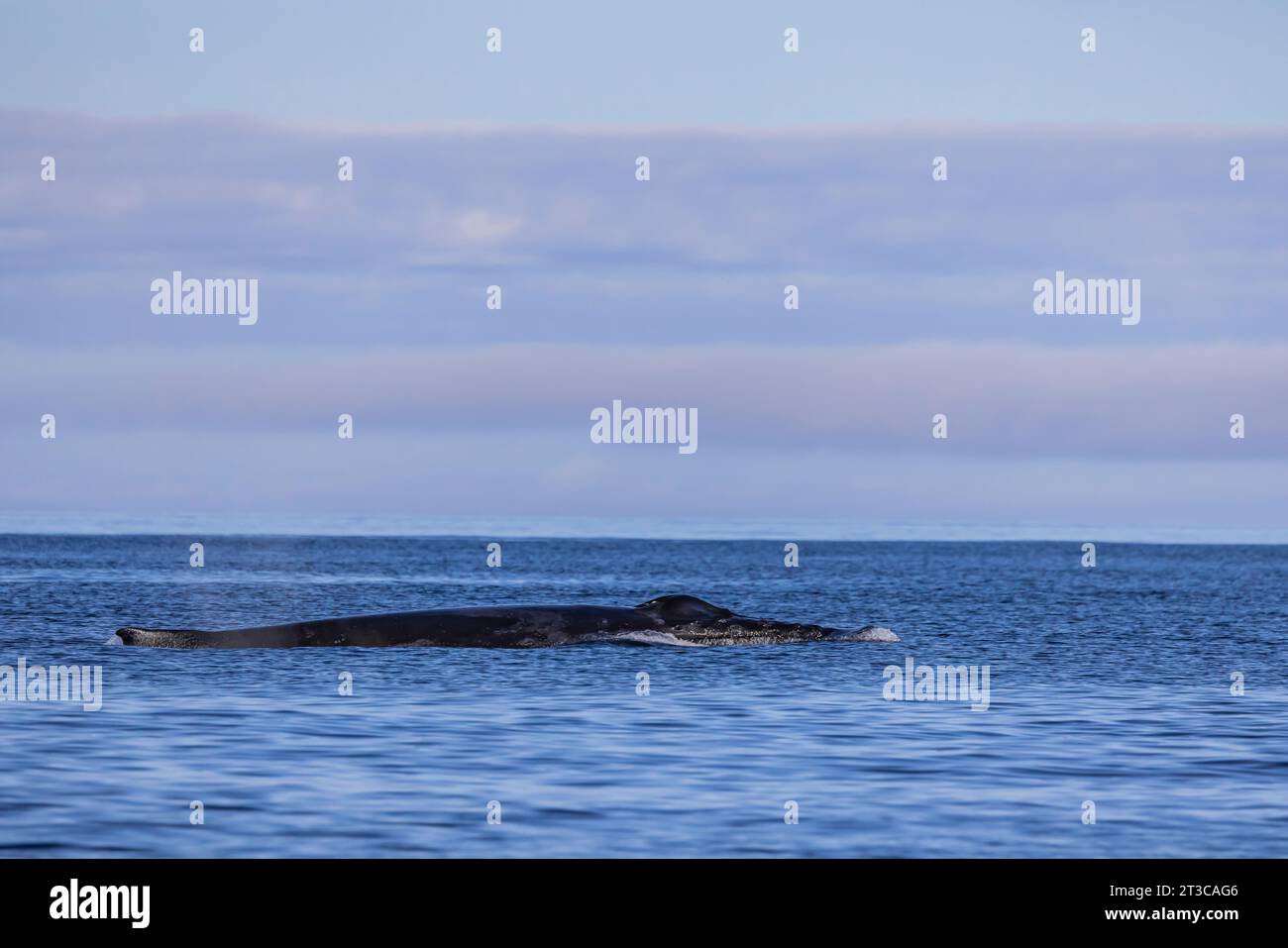 Humpback Whale, Megaptera novaeangliae, surfacing and spouting in ...