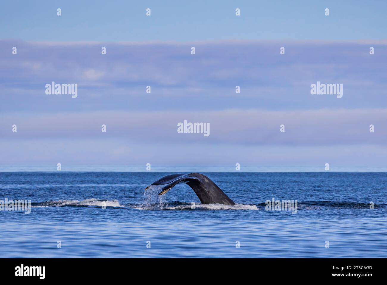 Humpback Whale, Megaptera novaeangliae, beginning a dive in waters off ...