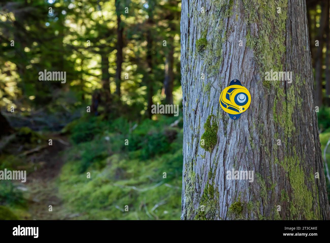 Sitka black tailed deer hi-res stock photography and images - Alamy