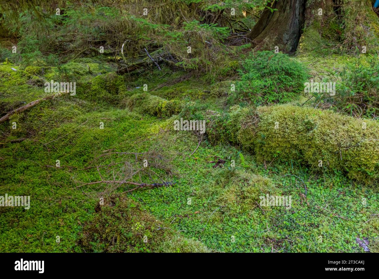 Mossy forest floor in the rainforest on Haida Gwaii, British Columbia ...