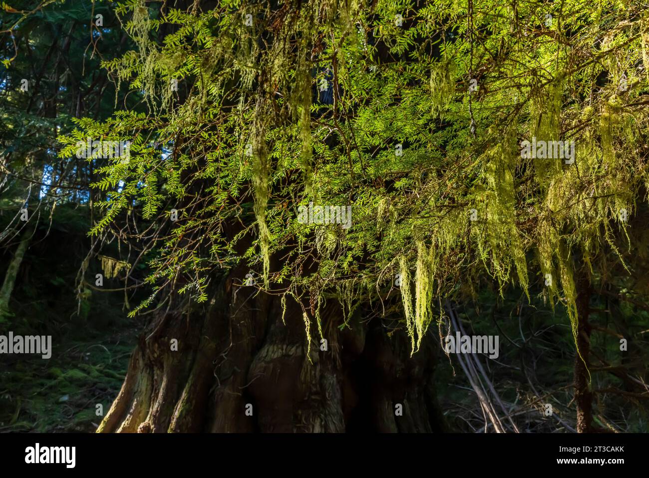 Western Hemlock, Tsuga heterophylla, and lichens growing from cedar ...