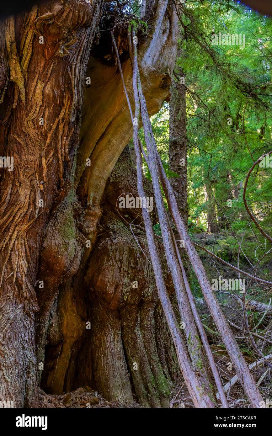 Western Hemlock roots reaching down to moisture on the forest floor ...