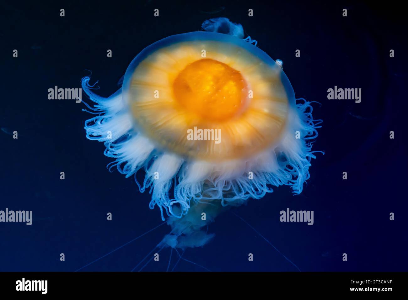 Fried Egg Jelly, Phacellophora camtschatica, in waters of Gwaii Haanas ...