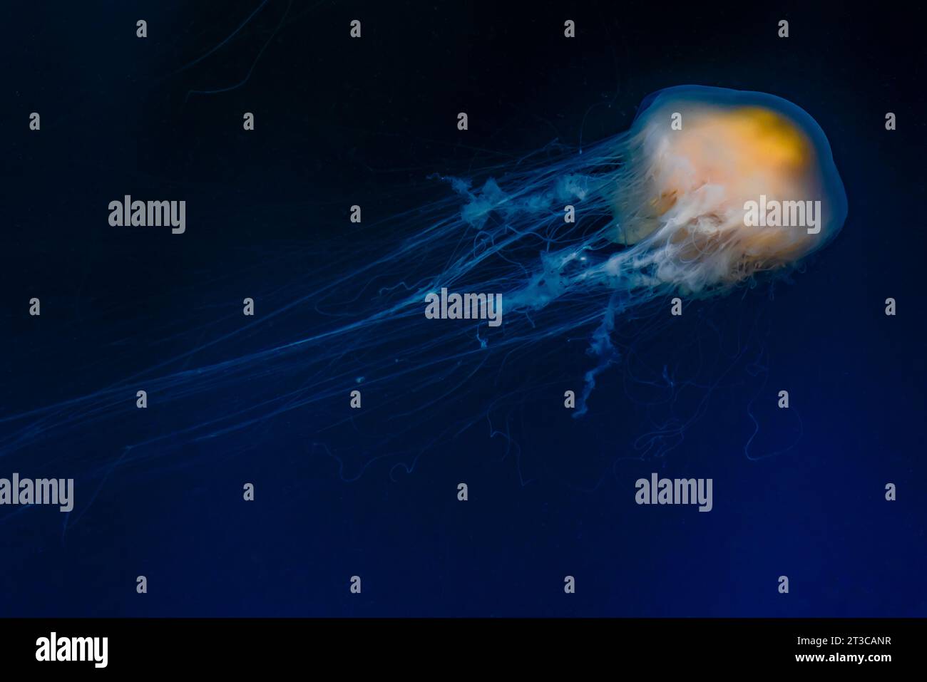 Fried Egg Jelly, Phacellophora camtschatica, in waters of Gwaii Haanas ...