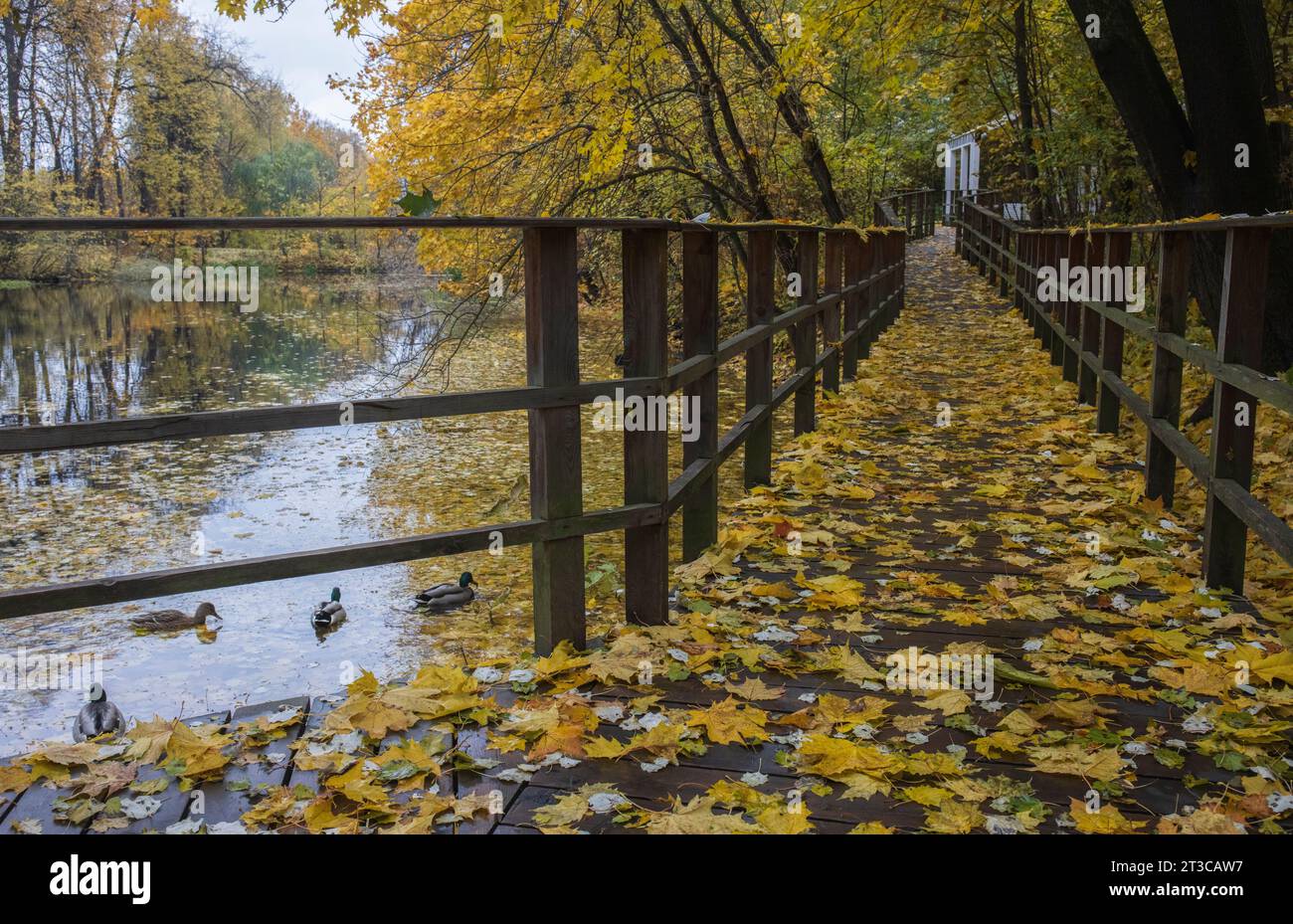 Pathway through rainy autumn hi-res stock photography and images - Alamy