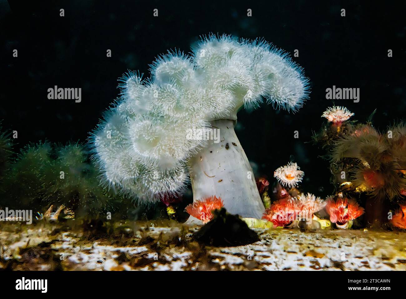 Giant Plumose Anemone and Red-Trumpet Calcareous Tubeworm on dock in ...