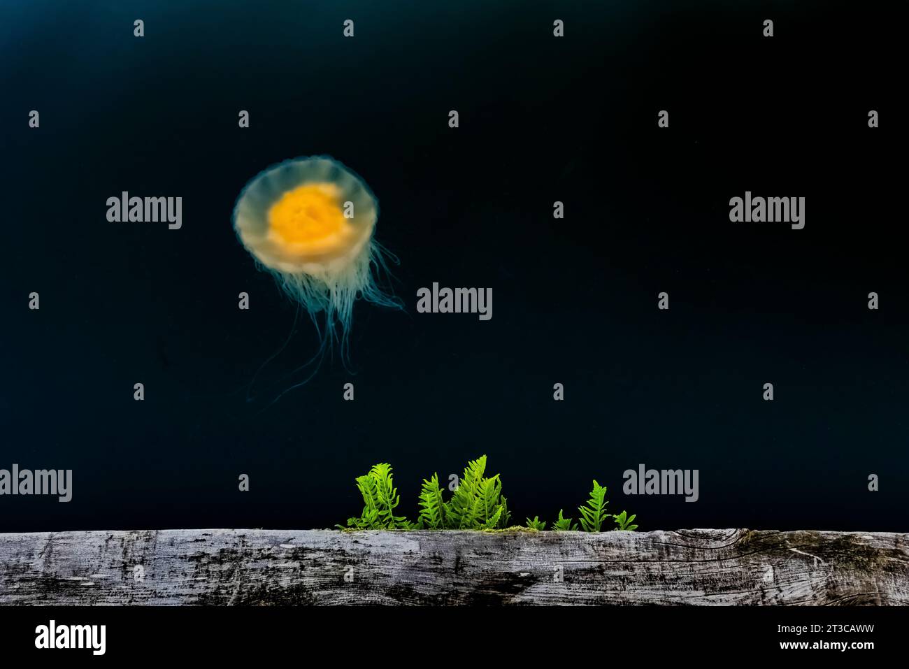 Fried Egg Jelly, Phacellophora camtschatica, near ferns on dock in ...