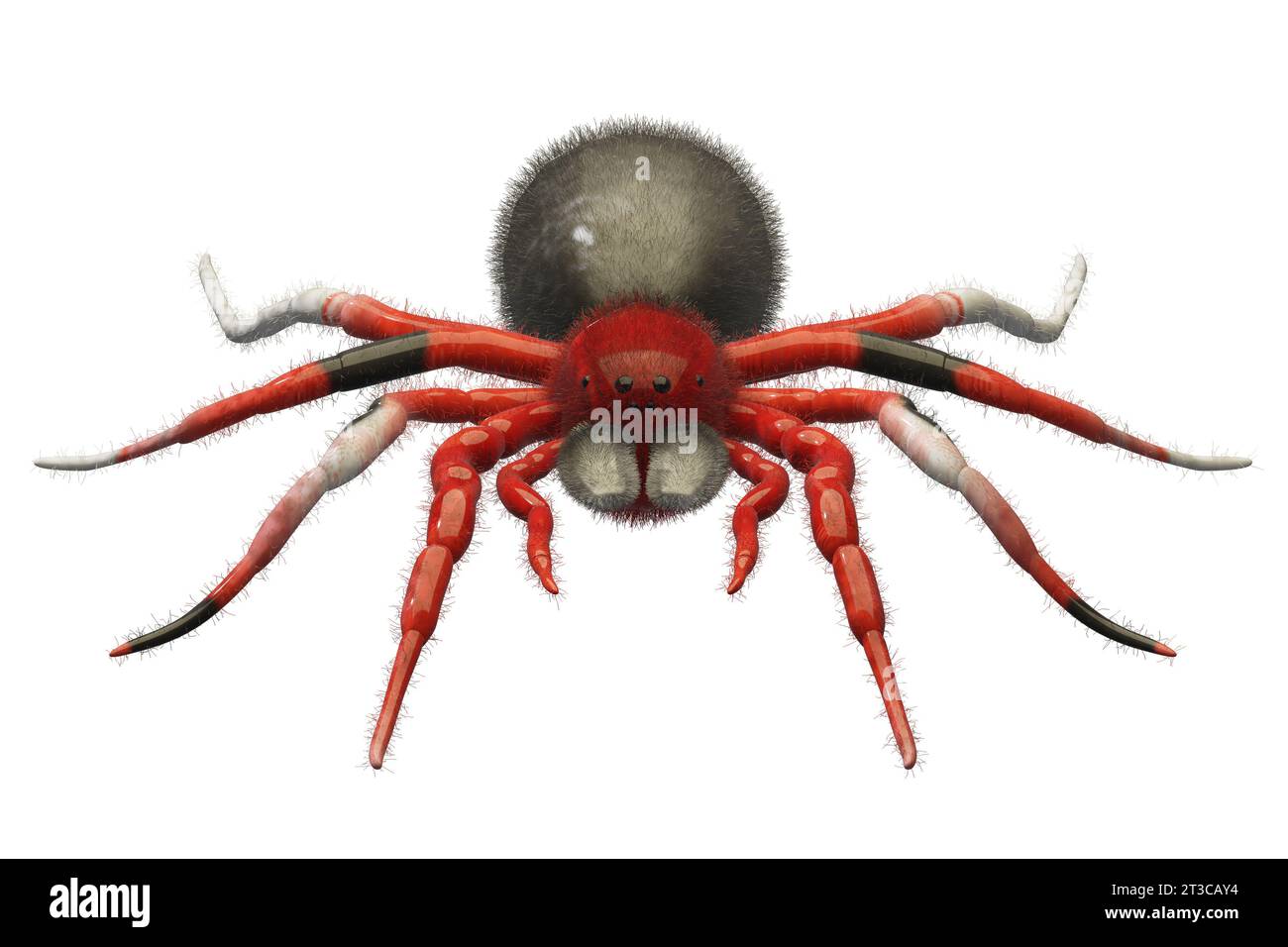 3d rendered of Spider Tarantula. Largest spider in terms of leg-span is ...