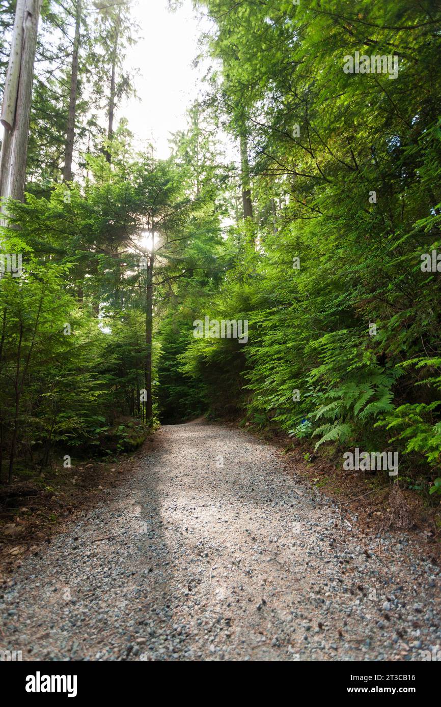 Gravel path in forest Stock Photo - Alamy