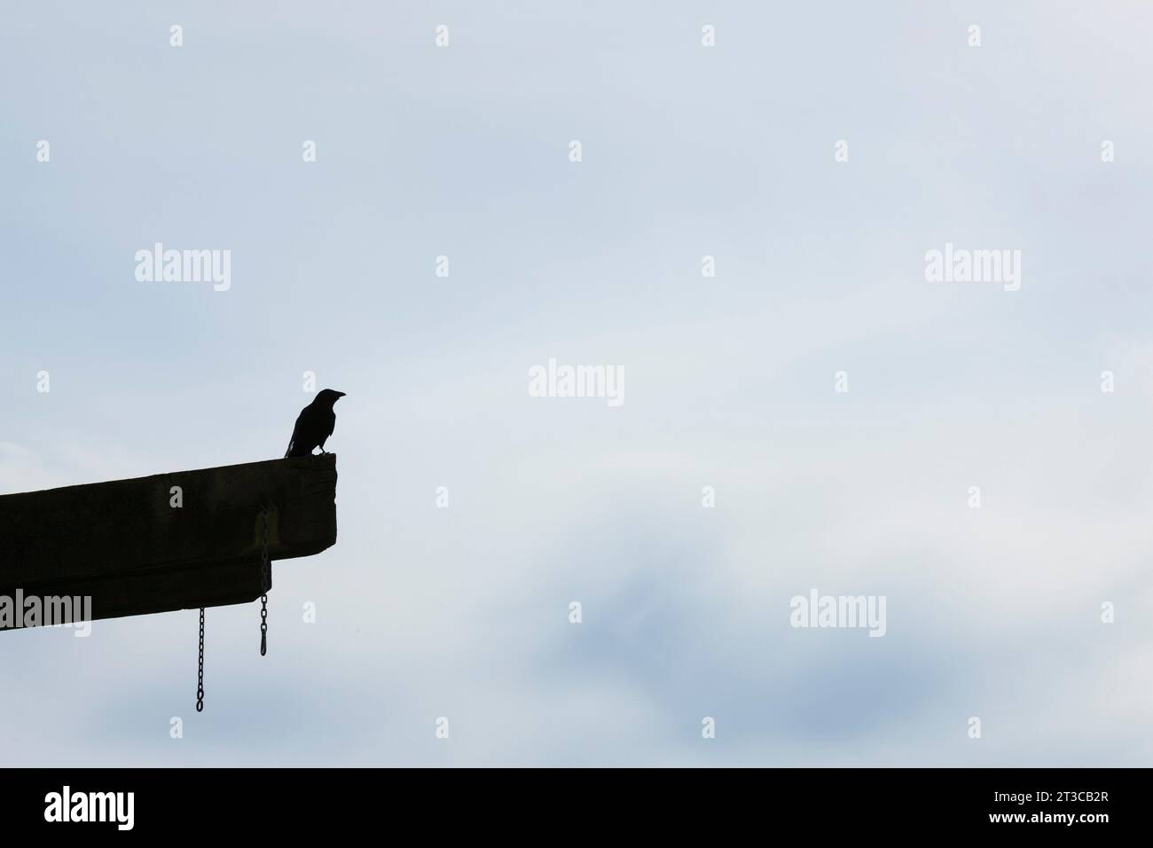 Silhouette of perched crow against cloudy sky Stock Photo - Alamy