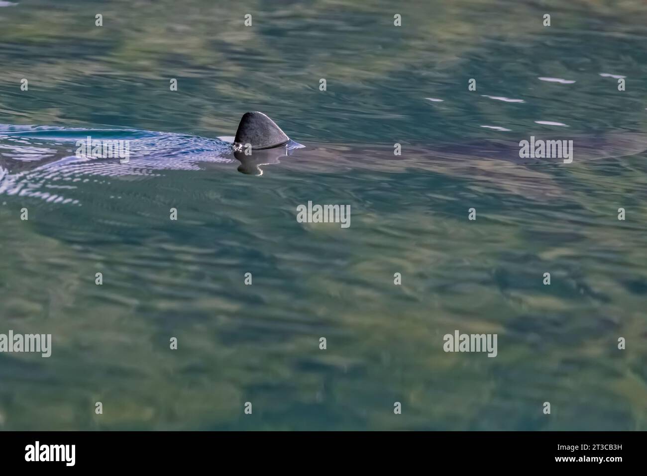 Basking shark canada hi-res stock photography and images - Alamy