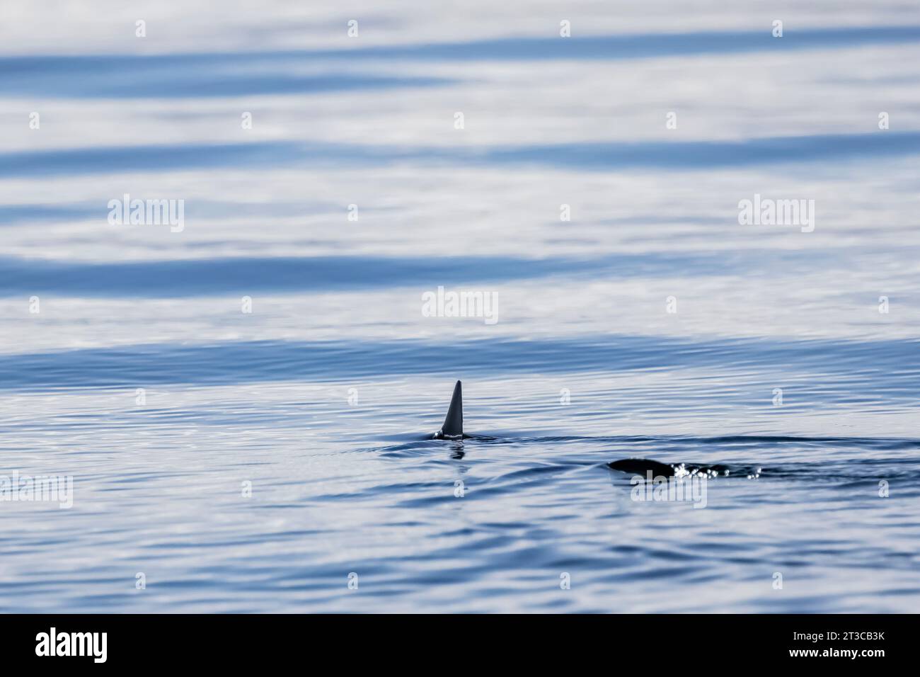 Blue Shark, Prionace glauca, at Pacific Ocean surface off Gwaii Haanas ...