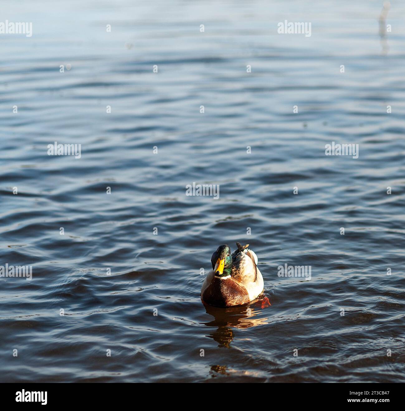 Duck floating on Lake Stock Photo - Alamy