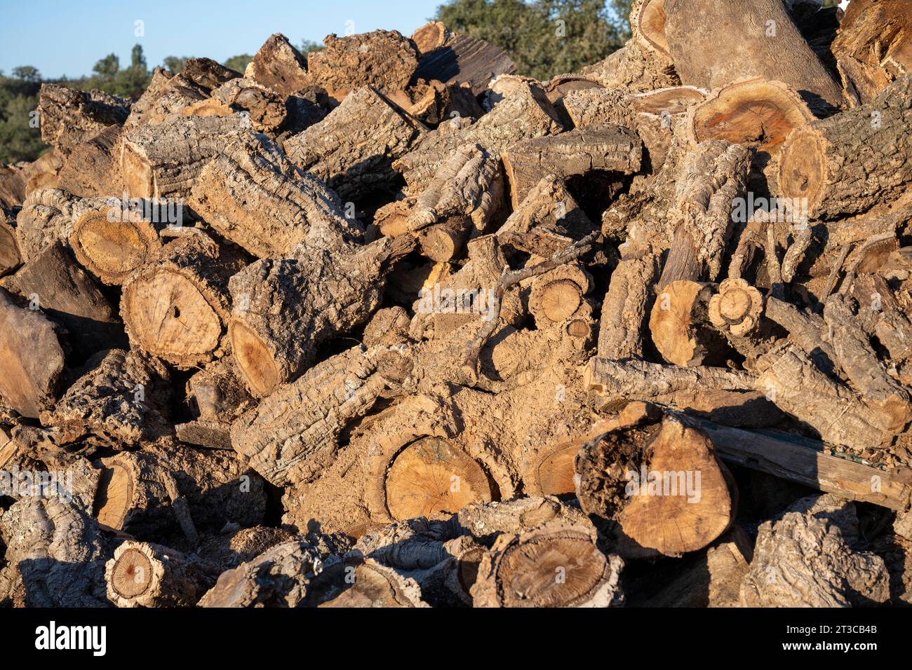 A stack of fallen tree trunks after deforestation photographed in ...