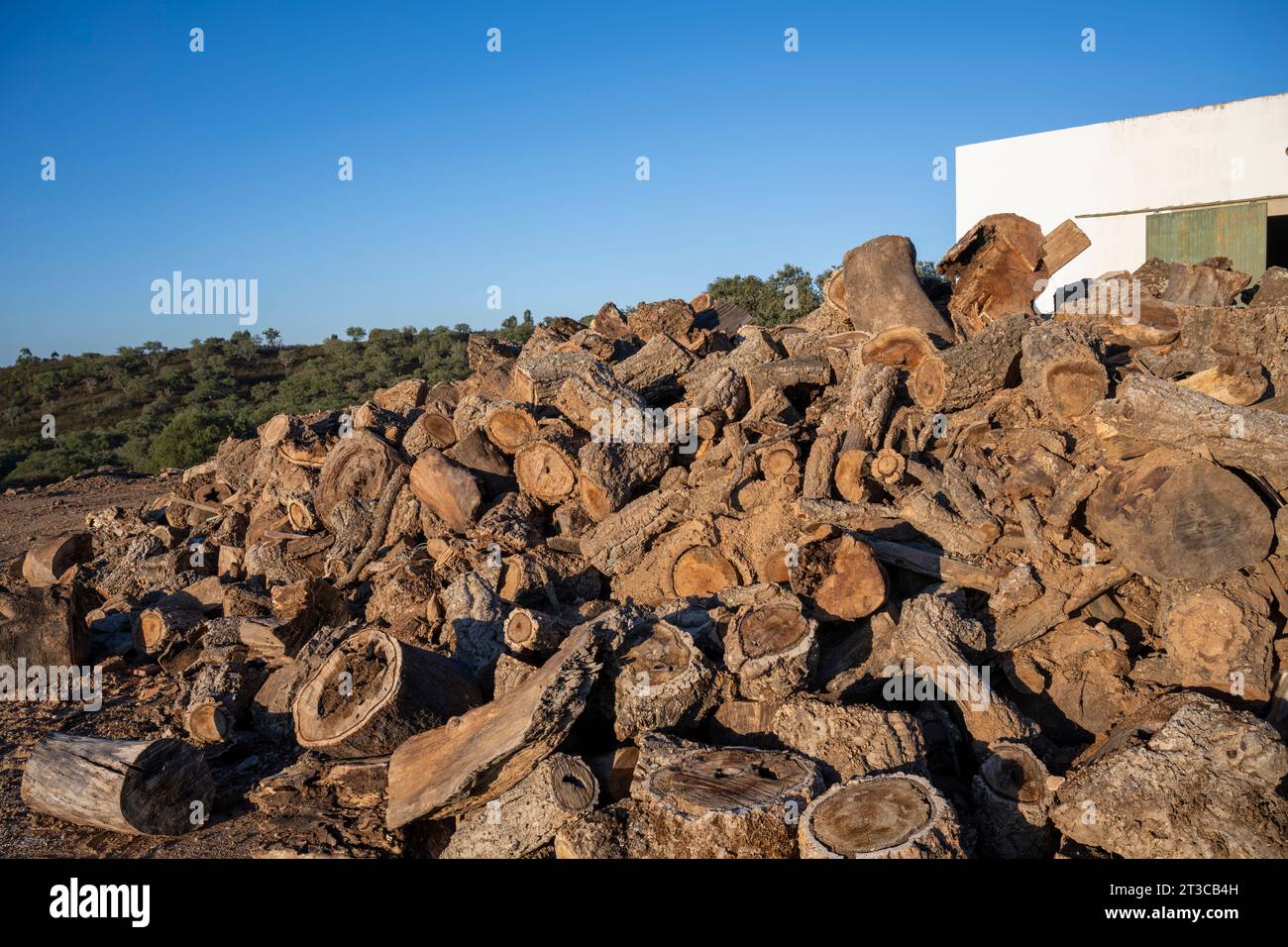 A stack of fallen tree trunks after deforestation photographed in ...