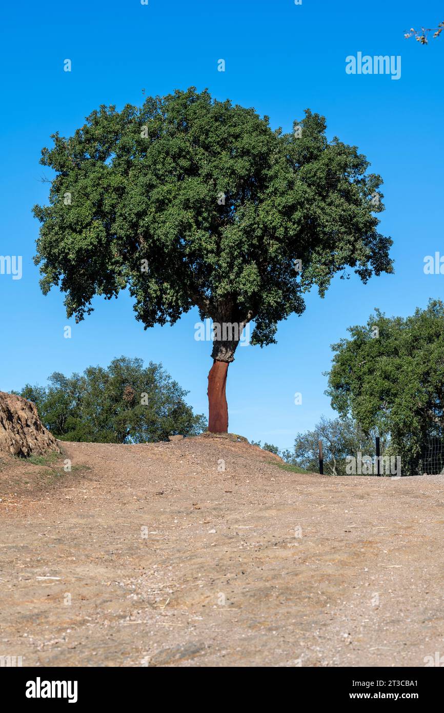 Commonly called the cork oak hi-res stock photography and images - Alamy