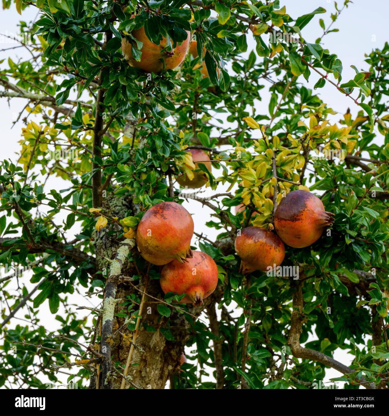 Red fruit on an ancient pomegranate tree. In many cultures, the ...