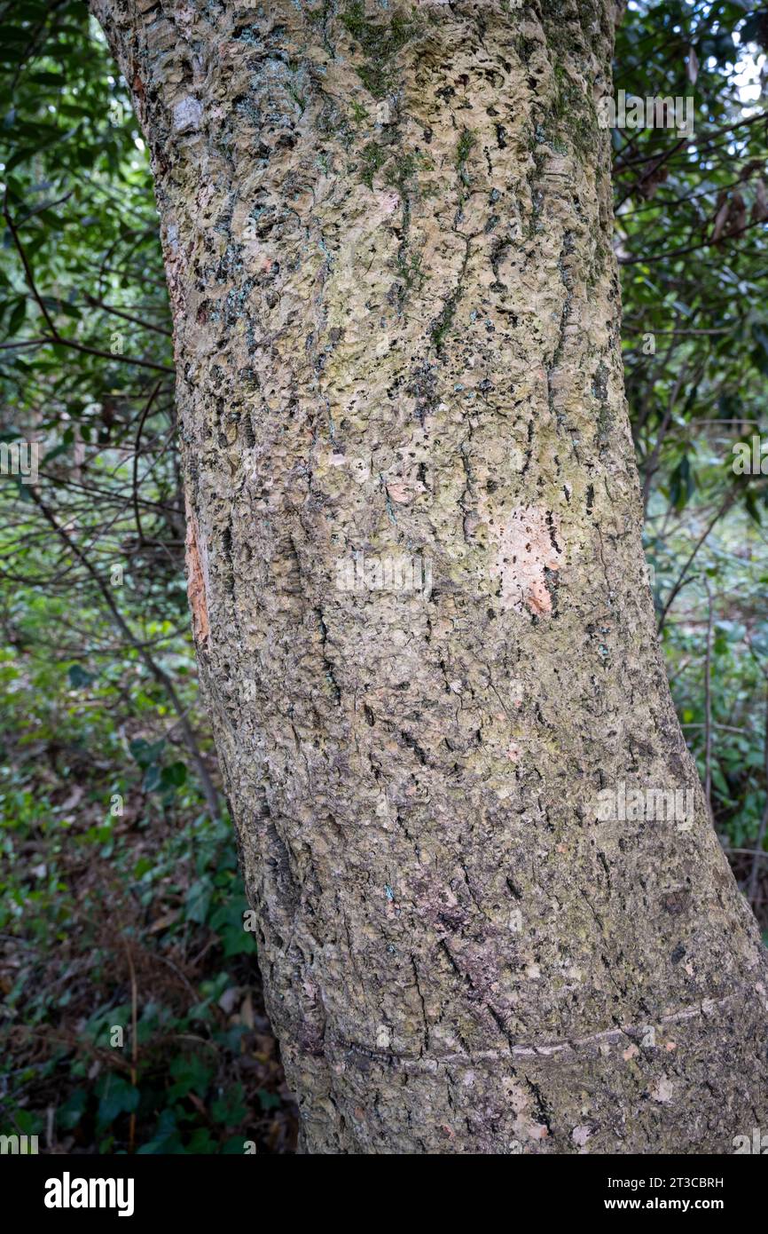 Ancient Cork Oak Tree Quercus suber, commonly called the cork oak, is a ...