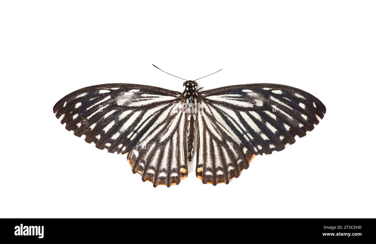 A beautiful Common Mime butterfly (Papilio Clytia), on a white ...