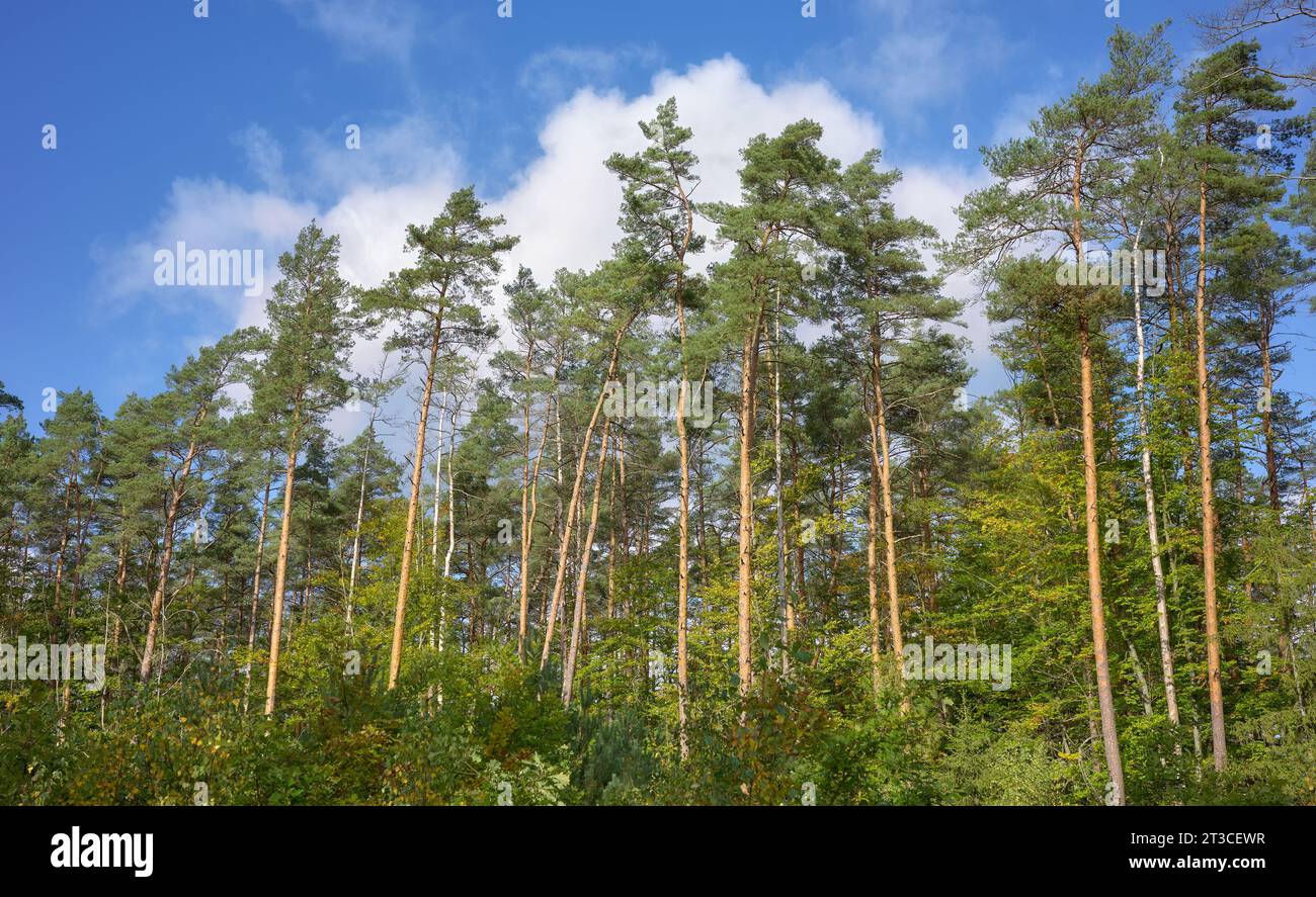 Scotch pine tree hi-res stock photography and images - Alamy