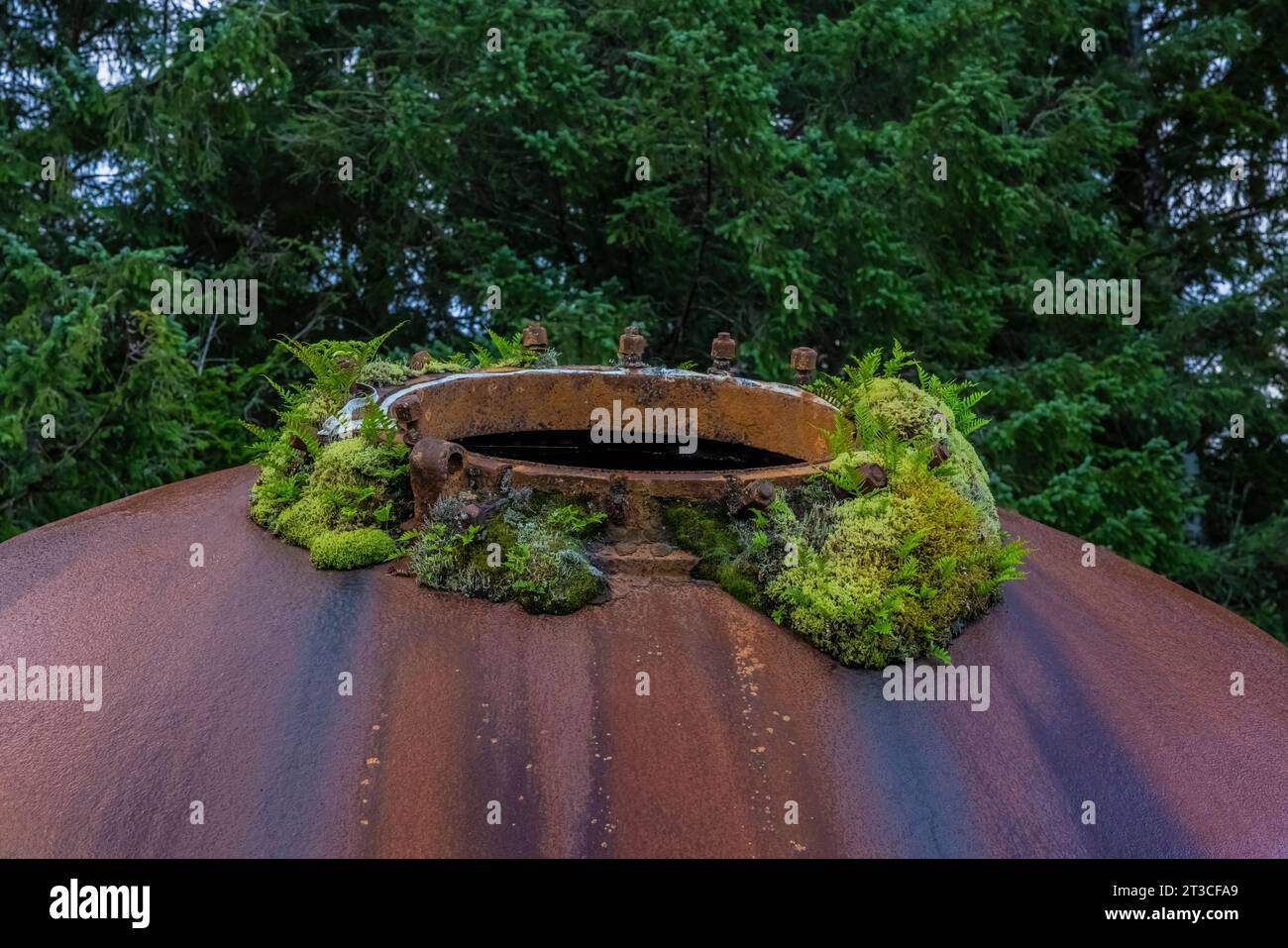 Moss on old and rusting whale bone and blubber digester left behind at ...