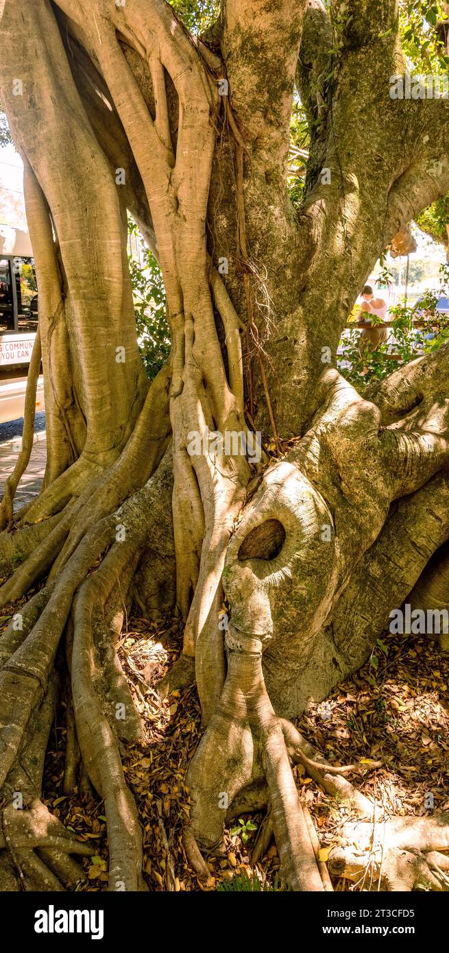 Historic Tree with intertwined roots and knots in Montville, Queensland ...