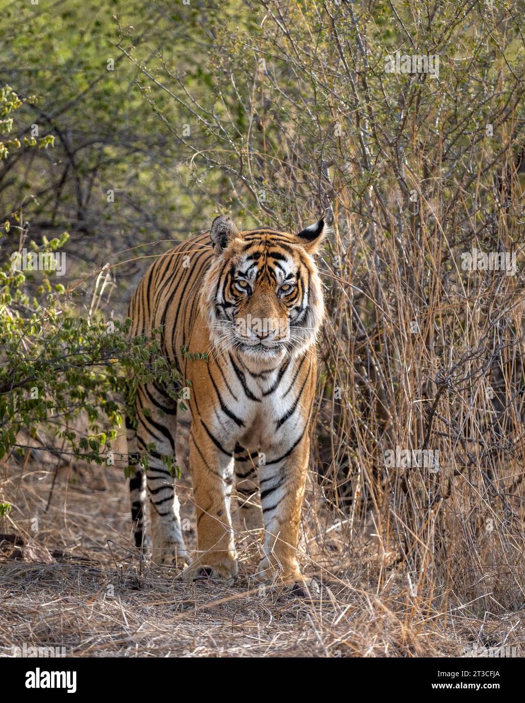 Male bengal tiger marking territory hi-res stock photography and images ...