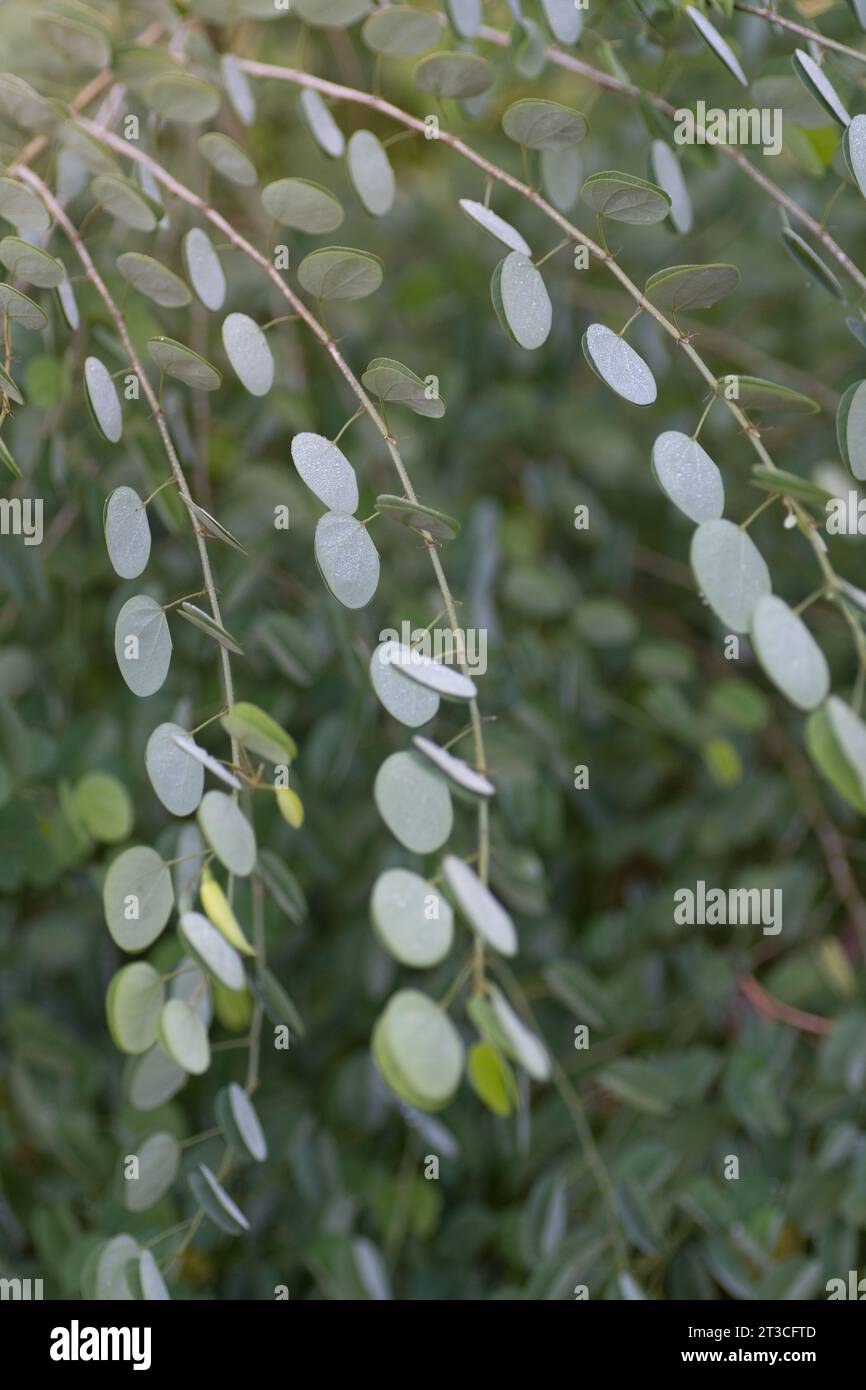 Bauhinia tomentosa, Yellow bell orchid tree, has beautiful two-lobed ...