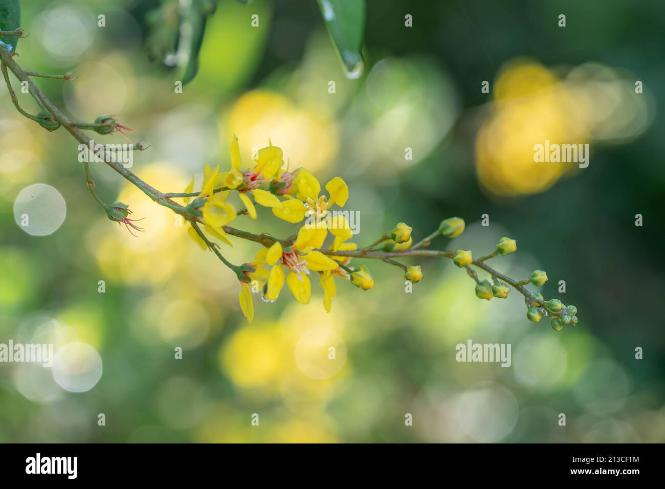 Golden showers hi-res stock photography and images - Alamy